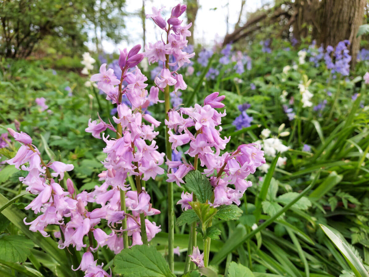 Bluebell Season Winwick Mum