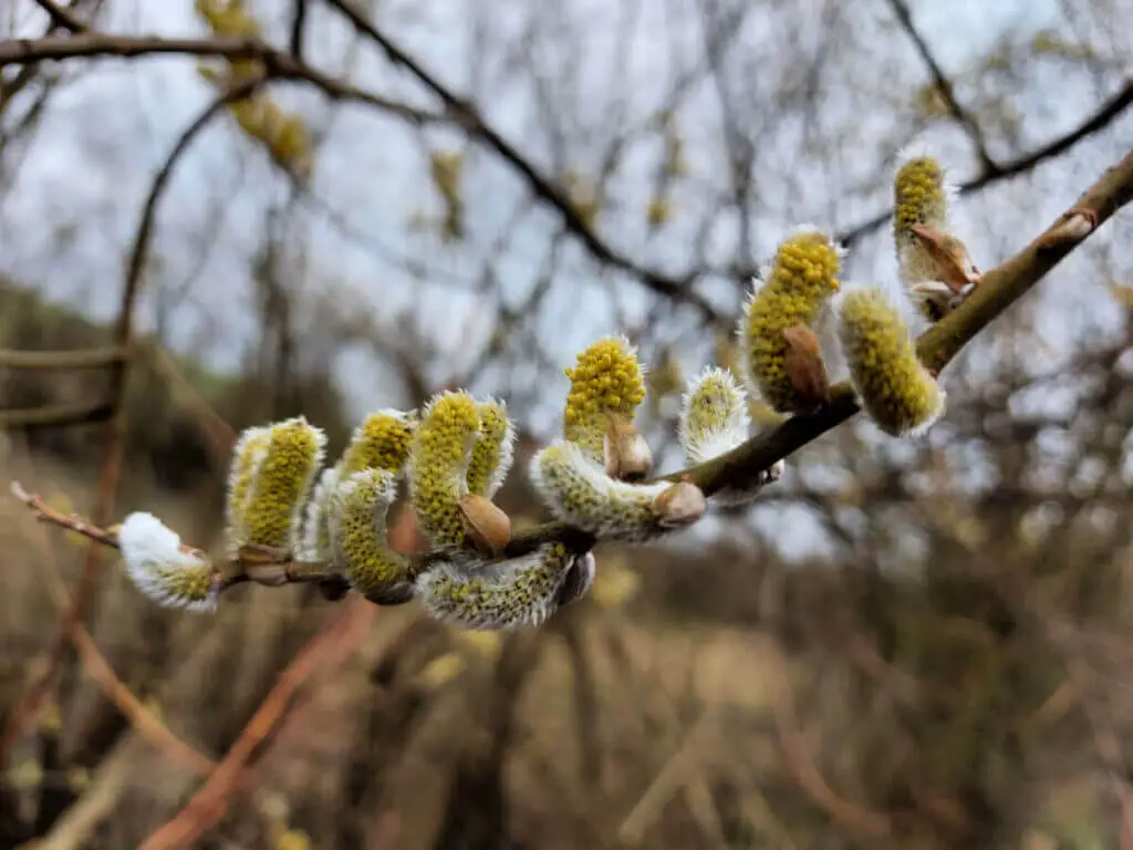 Catkins and kittens – Winwick Mum
