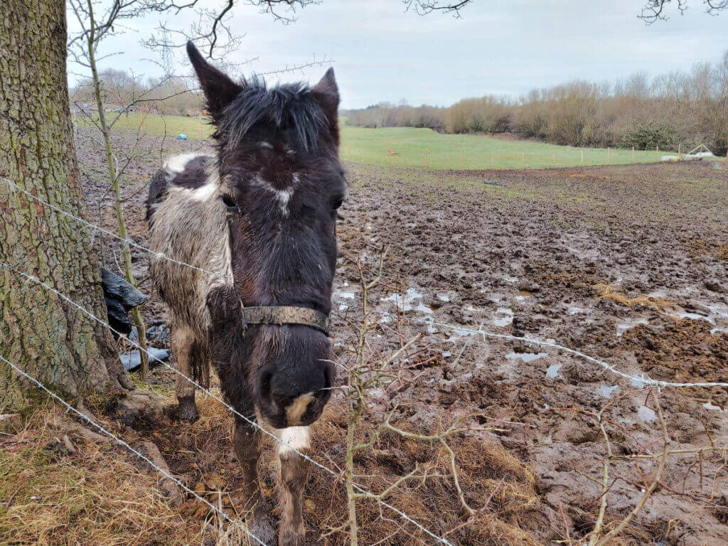 Catkins and kittens – Winwick Mum
