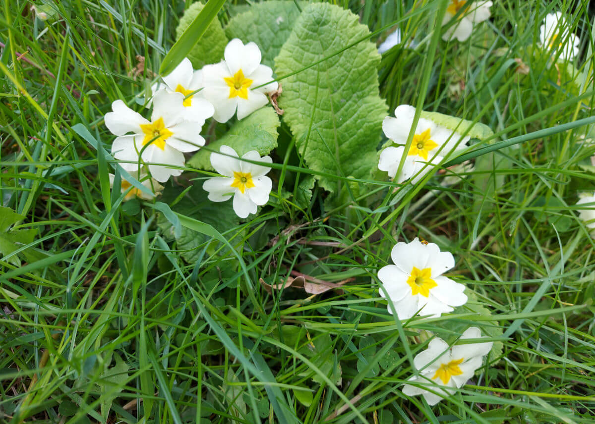 Spring Greens – Winwick Mum